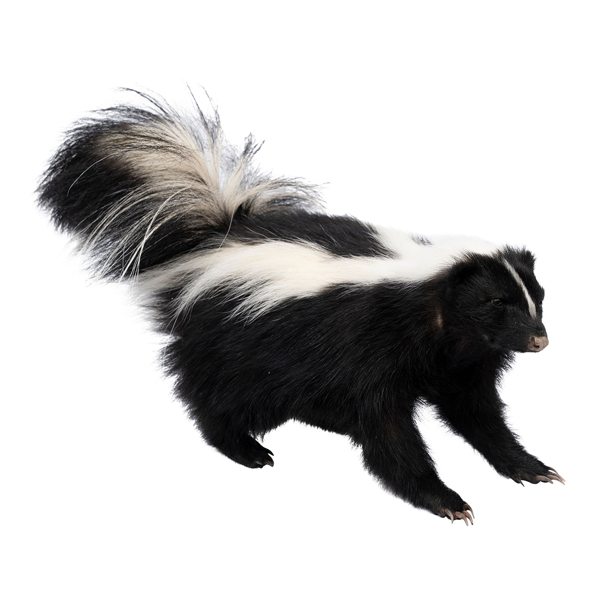 Skunk Mount