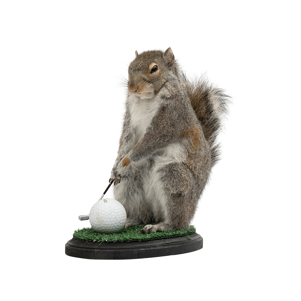 Golfing Squirrel